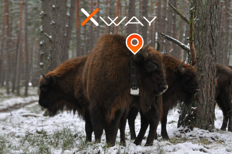 Monitoring zwierząt - Xway